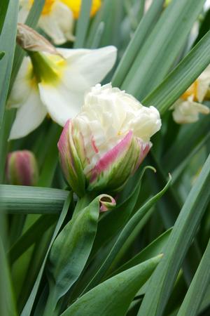 Tulipa double late 'Ice Cream' ® Tulip from ADR Bulbs