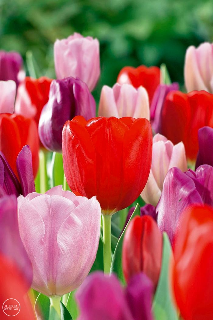 Tulipa Triumph 'Strawberry Triumph Mixture' Tulip from ADR Bulbs