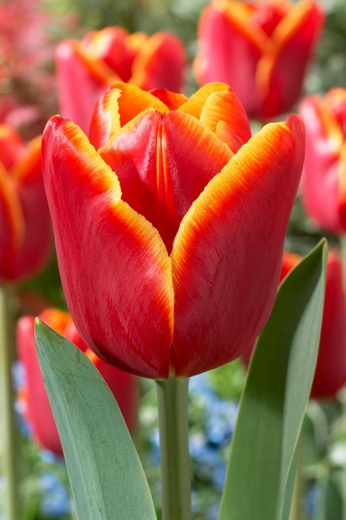Tulipa triumph 'Laura Fygi' Tulip from ADR Bulbs