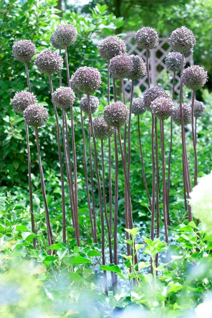 Allium tall 'Summer Drummer' Ornamental Onion from ADR Bulbs