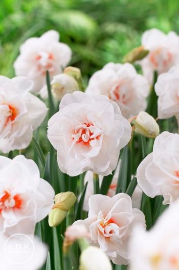 Narcissi Double 'Acropolis' Daffodil from ADR Bulbs