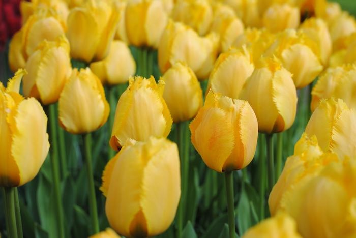 Tulipa fringed 'Crystal Star' Tulip from ADR Bulbs