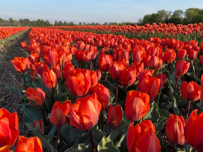 Tulipa single early 'Hermitage' Tulip from ADR Bulbs