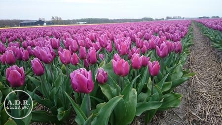 Tulipa triumph 'Copex' Tulip from ADR Bulbs