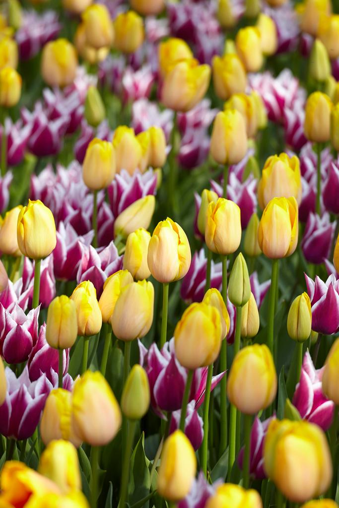 Tulipa Long-lasting 'Beautiful Ballade Mixture' Tulip from ADR Bulbs