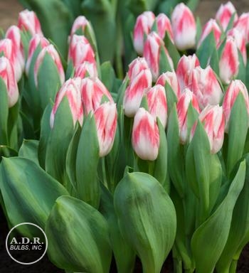 Tulipa triumph 'Pleasure' Tulip from ADR Bulbs