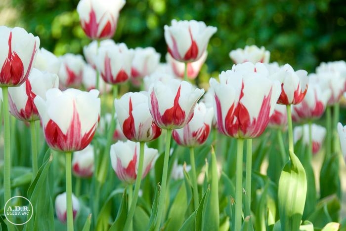 Tulipa Single Late 'World Expression' Tulip from ADR Bulbs
