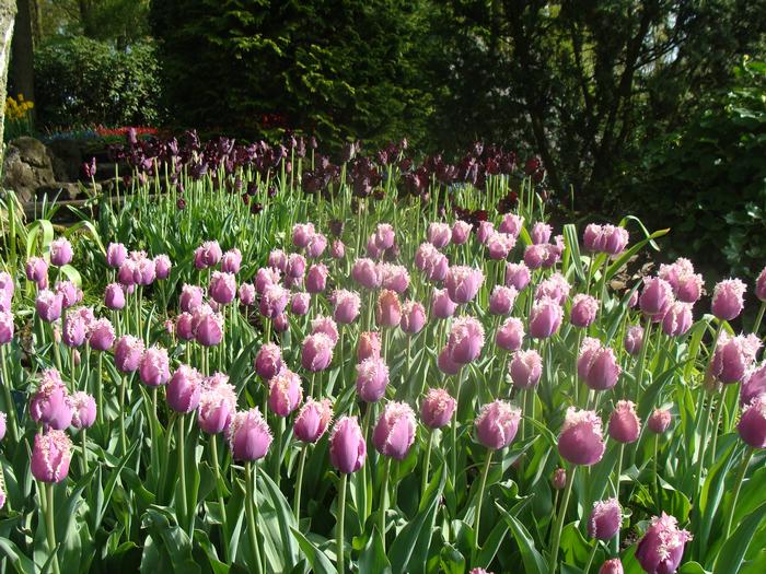 Tulipa Fringed 'Cummins' Tulip from ADR Bulbs