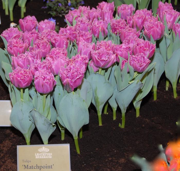 Tulipa Fringed 'Matchpoint' Tulip from ADR Bulbs