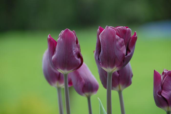 Tulipa triumph 'Saigon' Tulip from ADR Bulbs