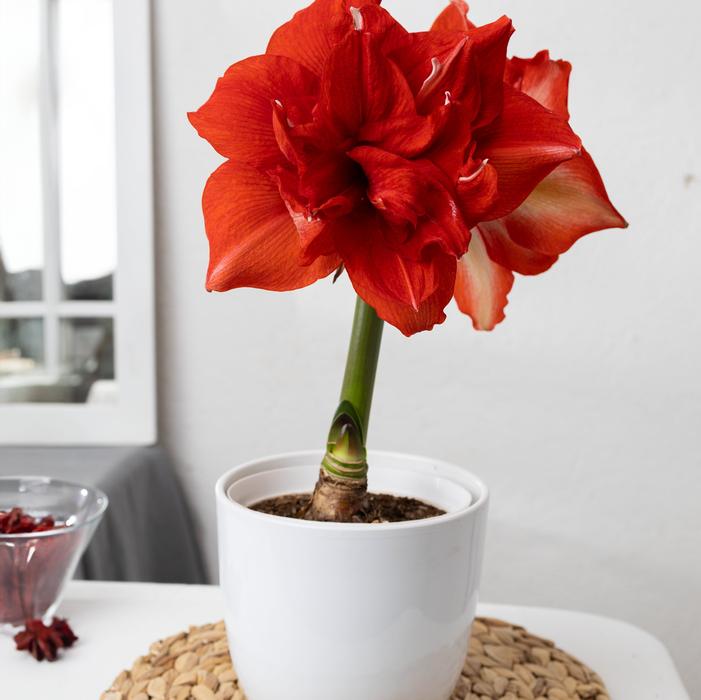Amaryllis South African 'Ragtime' Amaryllis from ADR Bulbs