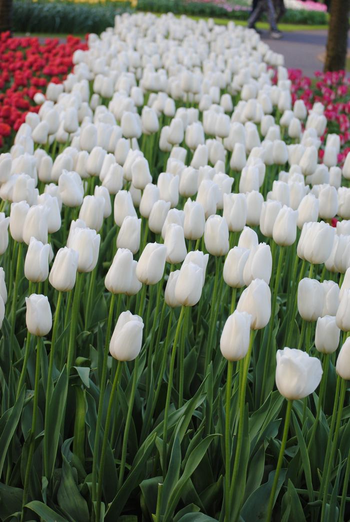 Tulipa single late 'Maureen' Tulip from ADR Bulbs