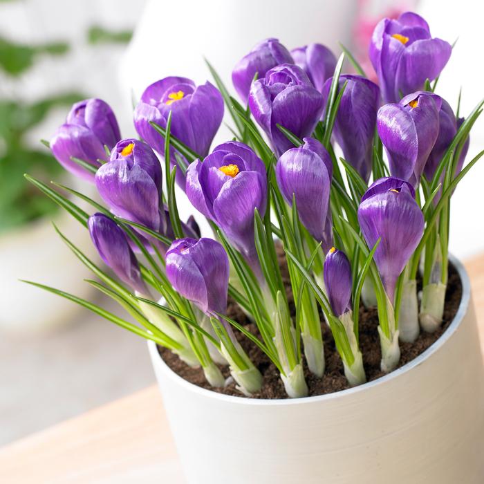 Crocus large flowering 'Remembrance' Crocus from ADR Bulbs