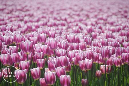 Tulipa triumph 'Synaeda Amour' Tulip from ADR Bulbs