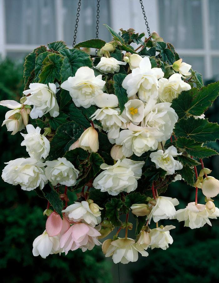 Begonia Unit 120- collection Pendula Cascade Begonia from ADR Bulbs