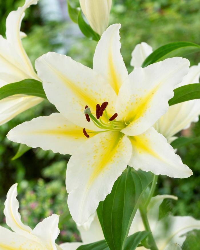 Lilium Unit 209- collection Oriental (Ships in Spring) Lily from ADR Bulbs