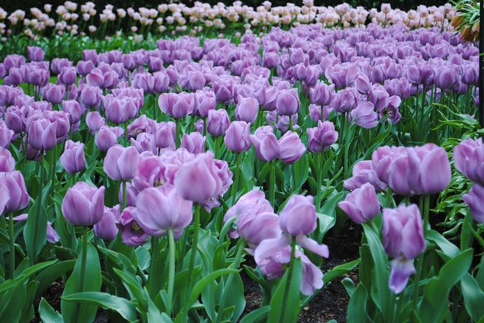 Tulipa Triumph 'Alibi' Tulip from ADR Bulbs