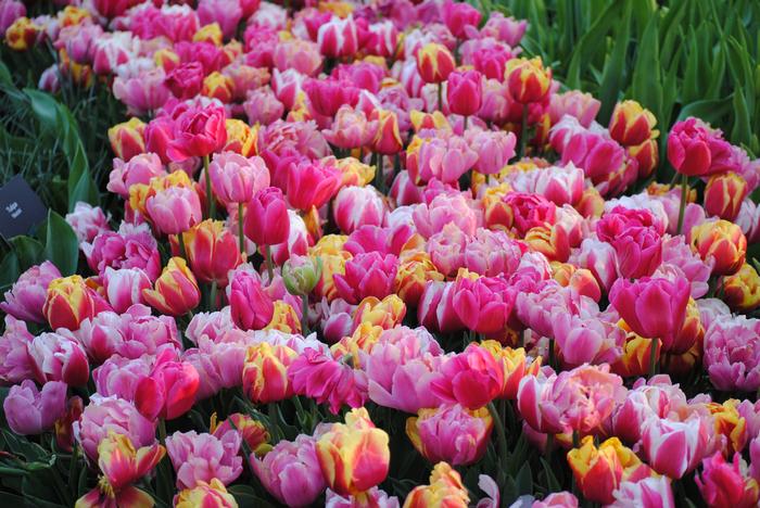 Tulipa Double Early 'Double Early Mixture' Tulip from ADR Bulbs
