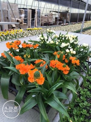 Ornithogalum 'Dubium Orange' Star of Bethlehem from ADR Bulbs
