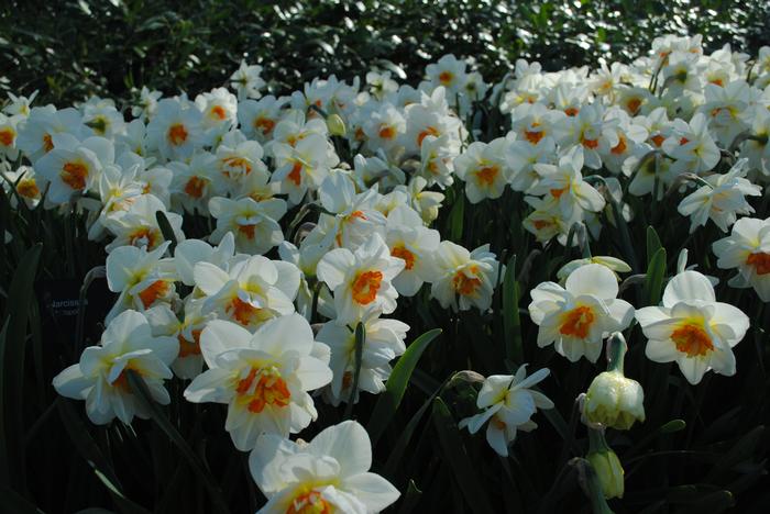 Narcissi Double 'Acropolis' Daffodil from ADR Bulbs