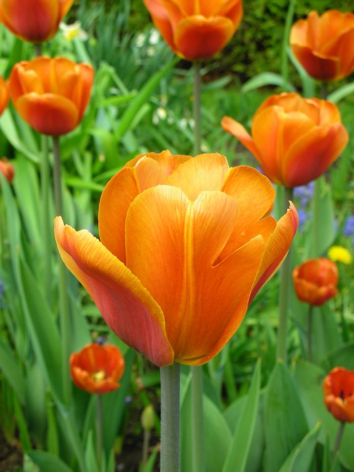 Tulipa triumph 'Brown Sugar' Tulip from ADR Bulbs