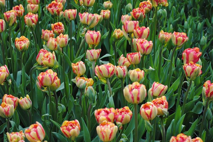 Tulipa double late 'Sundowner' Tulip from ADR Bulbs