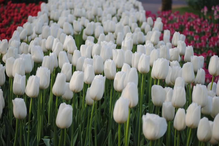 Tulipa single late 'Maureen' Tulip from ADR Bulbs