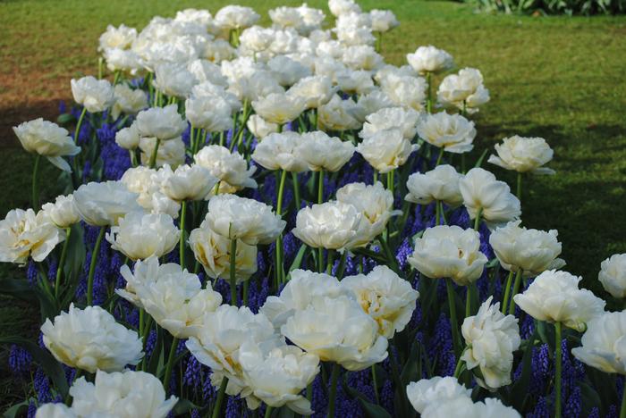 Tulipa Double Late 'Mount Tacoma' Tulip from ADR Bulbs