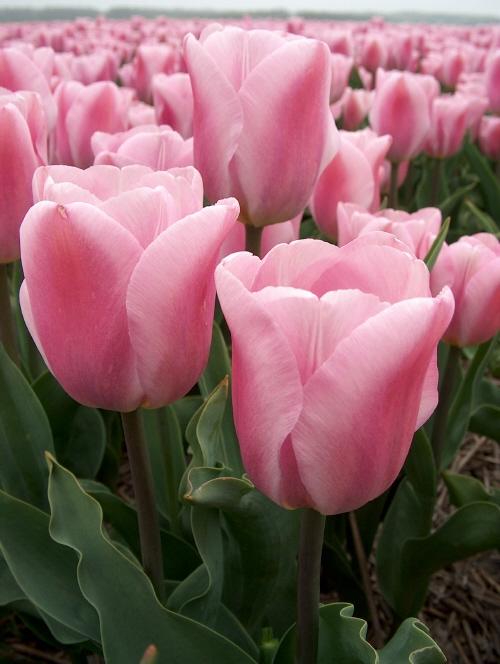 Tulipa triumph 'Synaeda Amour' Tulip from ADR Bulbs