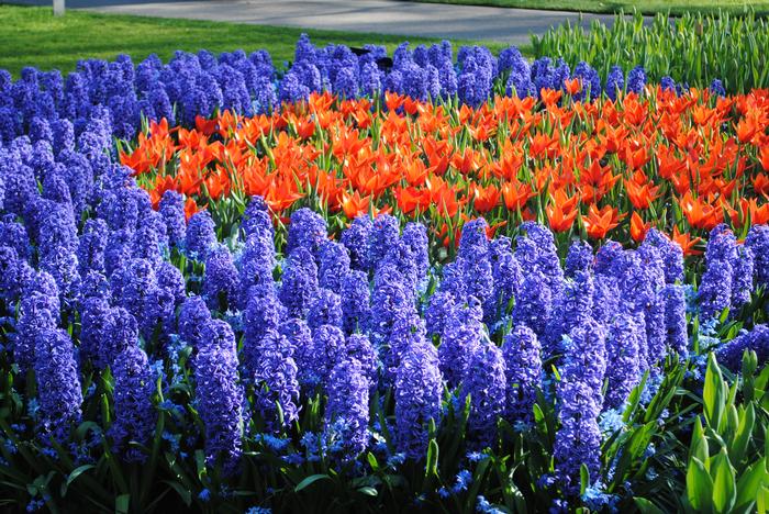 Hyacinthus orientalis 'Blue Jacket' Hyacinth from ADR Bulbs