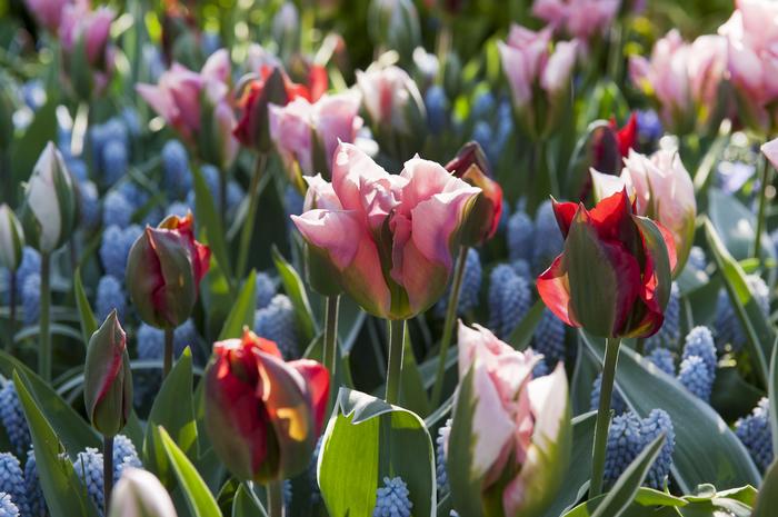 Tulipa green 'China Town' Tulip from ADR Bulbs