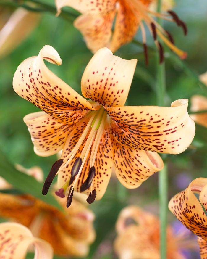 Lilium Unit 202- collection Tiger (Ships in Spring) Lily from ADR Bulbs