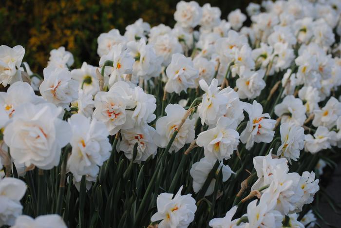 Narcissi double 'Acropolis' Daffodil from ADR Bulbs