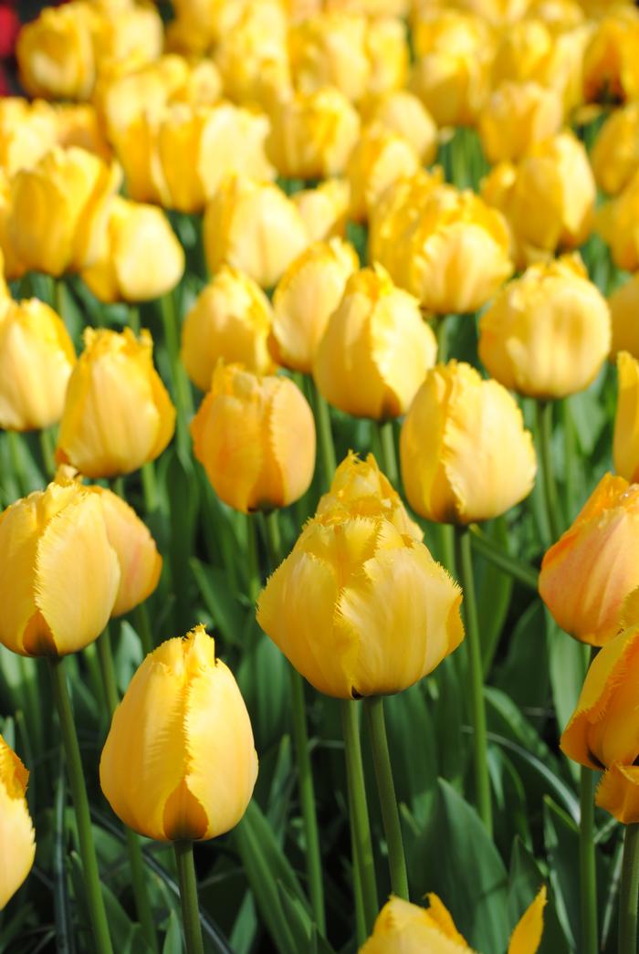 Tulipa fringed 'Crystal Star' Tulip from ADR Bulbs