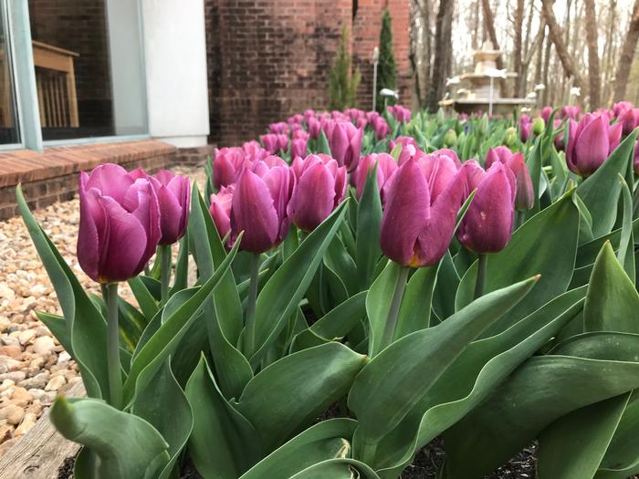 Tulipa triumph 'Copex' Tulip from ADR Bulbs