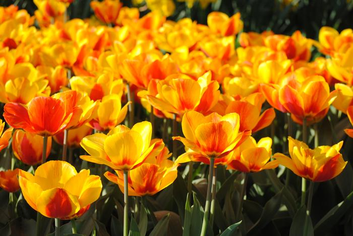 Tulipa Single Early 'Flair' Tulip from ADR Bulbs