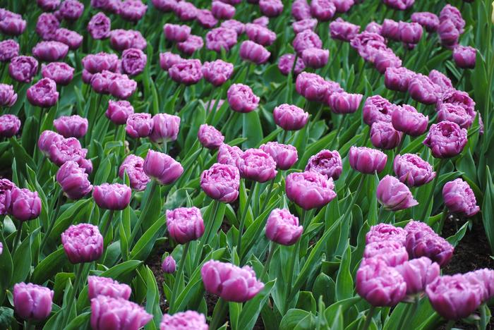 Tulipa Double Early 'Double Flag' Tulip from ADR Bulbs