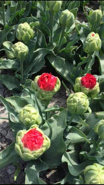 Tulipa double late 'Bullseye' Tulip from ADR Bulbs
