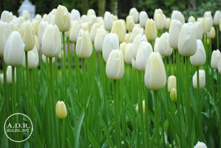 Tulipa single late 'Maureen' Tulip from ADR Bulbs