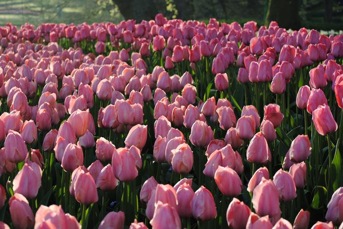 Tulipa Darwin Hybrid 'Salmon Impression' Tulip from ADR Bulbs