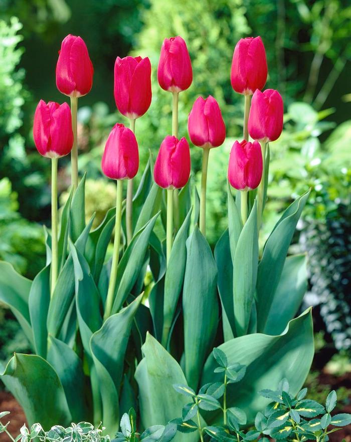 Tulipa Triumph 'The Cure' Tulip from ADR Bulbs