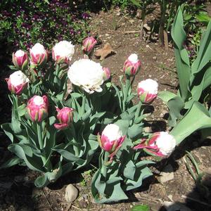 Tulipa double late 'Ice Cream' ® Tulip from ADR Bulbs