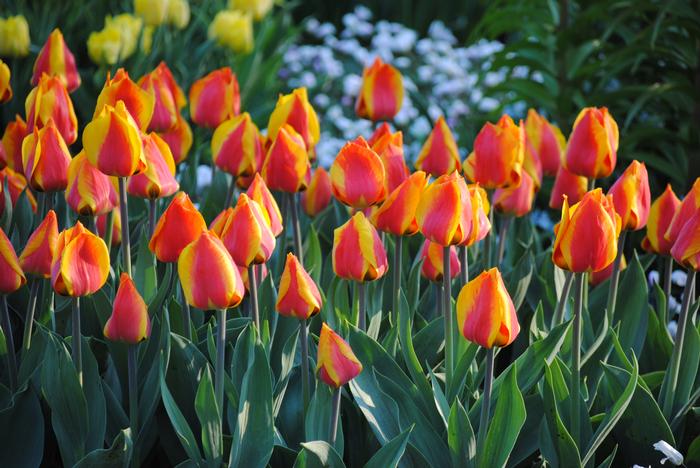Tulipa Single Early 'Flair' Tulip from ADR Bulbs