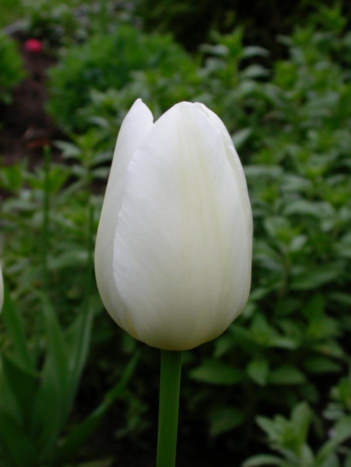 Tulipa single late 'Maureen' Tulip from ADR Bulbs