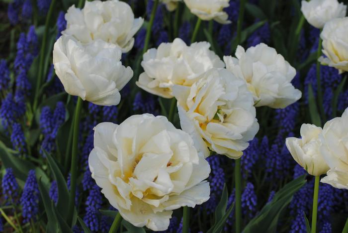 Tulipa Double Late 'Mount Tacoma' Tulip from ADR Bulbs