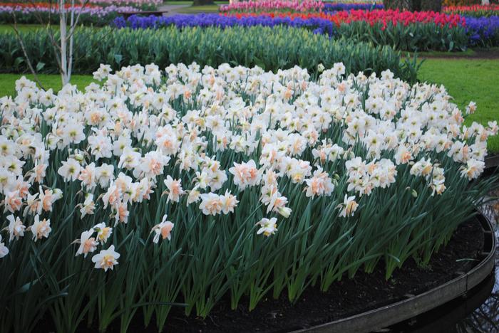 Narcissi double 'Delnashaugh' Daffodil from ADR Bulbs