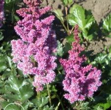 Wholesale Bare Root Perennials from ADR Bulbs