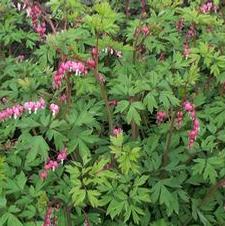 Wholesale Bare Root Perennials from ADR Bulbs