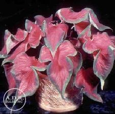 Wholesale Caladium Bulbs from ADR Bulbs