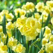 Wholesale Daffodil Bulbs from ADR Bulbs